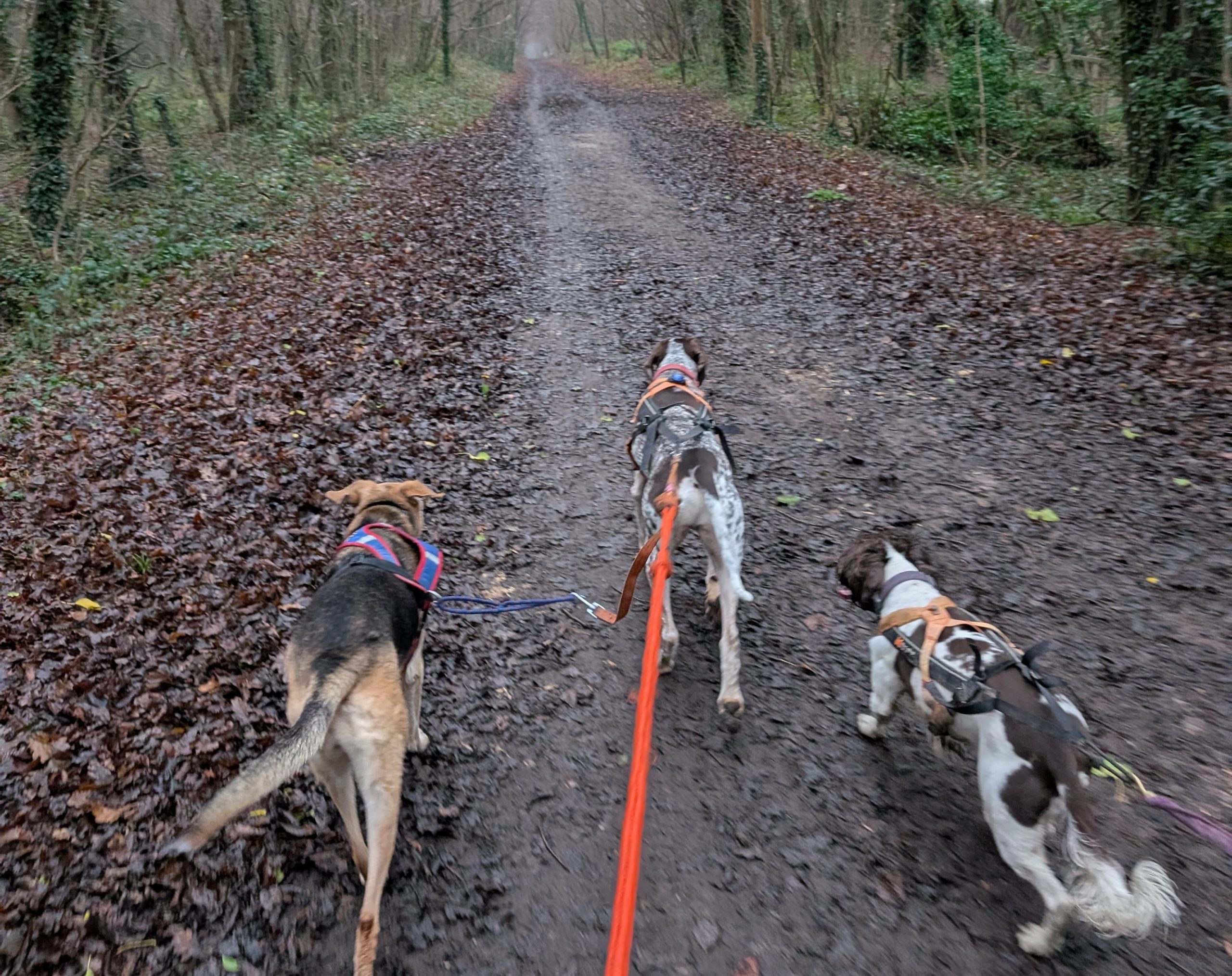 Beginners Guide #3. – Pacing Perfect: How to Match Your Dog’s Canicross ...